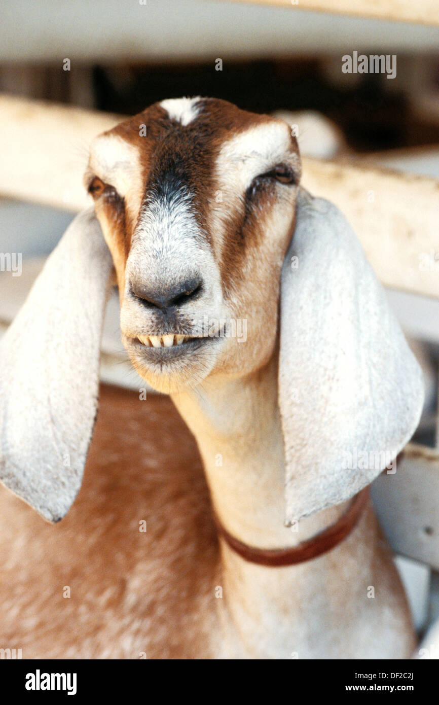 Goat smile tooth hi-res stock photography and images - Alamy