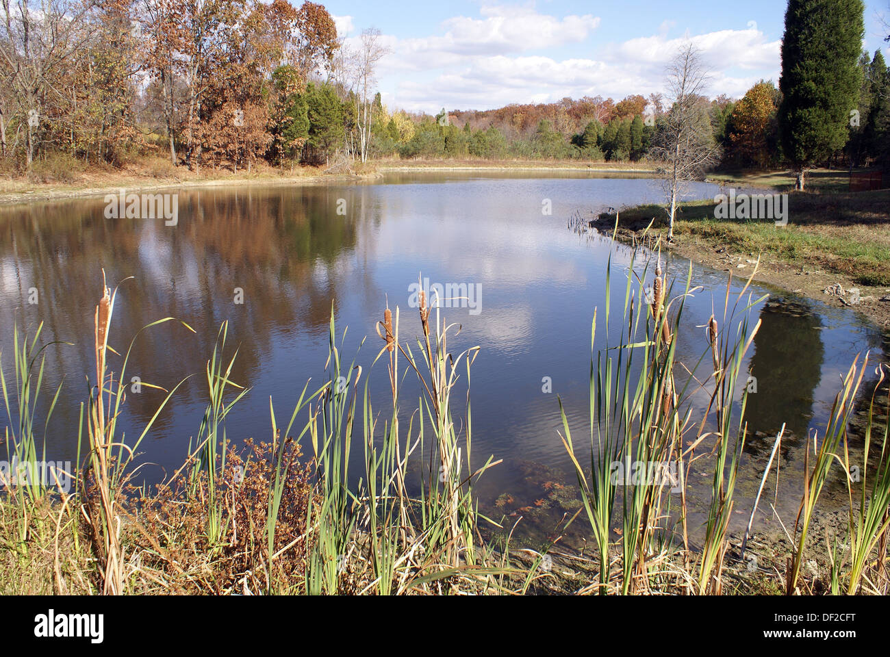 Cattails at lake edge hi-res stock photography and images - Alamy