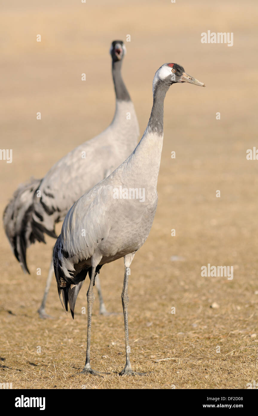 Vertical portrait of Common Crane, Grus grus. Adult in Gallocanta ...