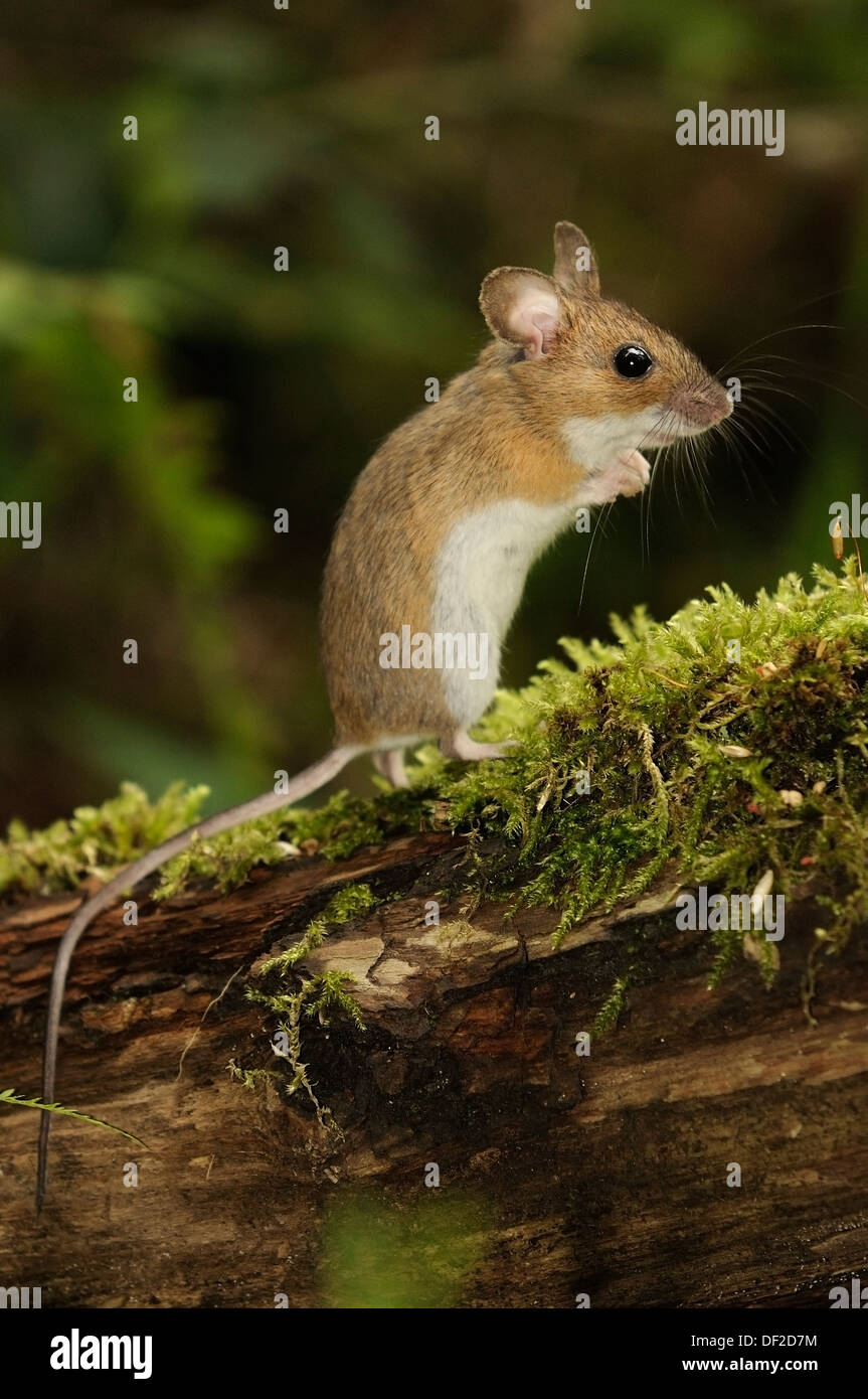 Field mouse hi-res stock photography and images - Alamy