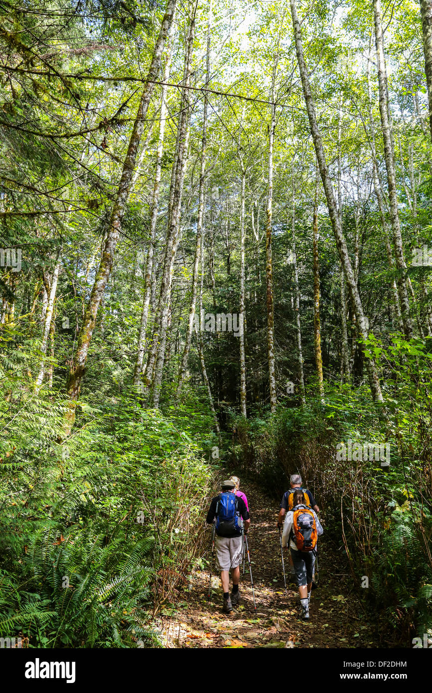 The wild forest hi-res stock photography and images - Alamy