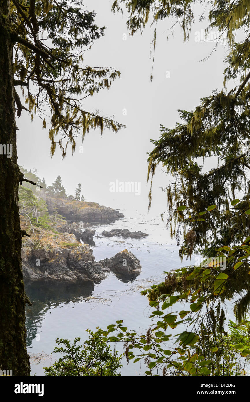 Foggy Coast and Temperate Rain Forest Stock Photo - Alamy