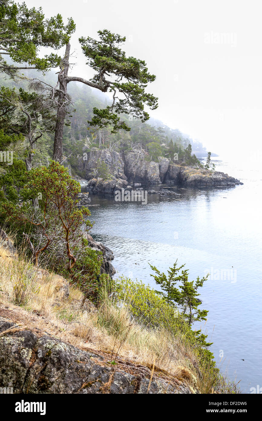 Foggy Coast with Temperate Rain Forest Stock Photo - Alamy