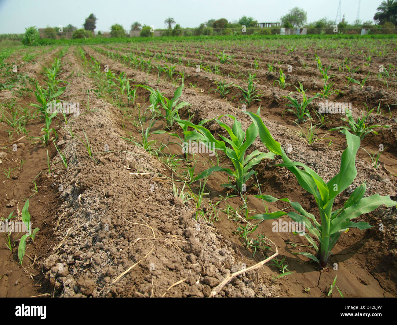 Corn plantation africa hi-res stock photography and images - Alamy