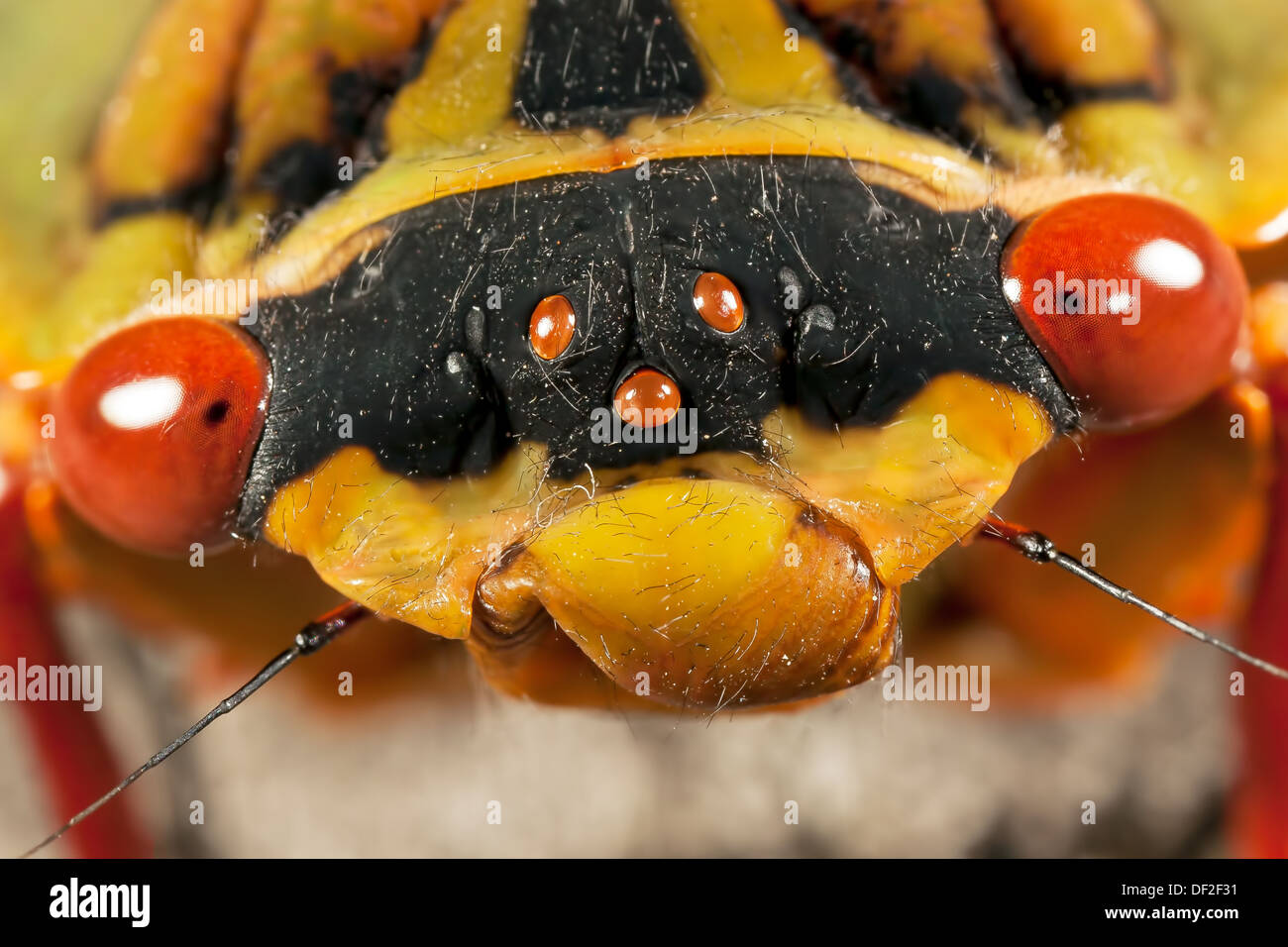 a Rare Green Grocer Cicada (Cyclochila australasiae Stock Photo - Alamy
