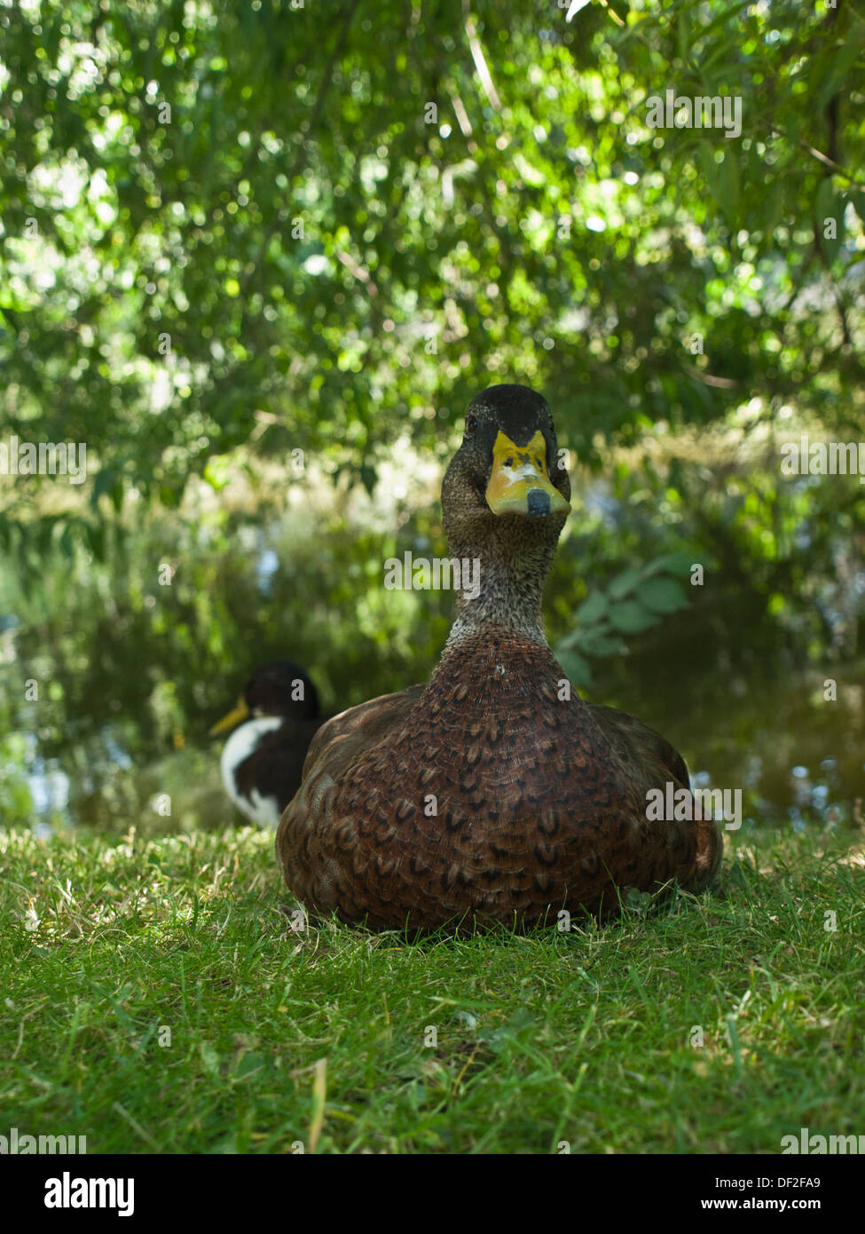 Seated bird hi-res stock photography and images - Alamy