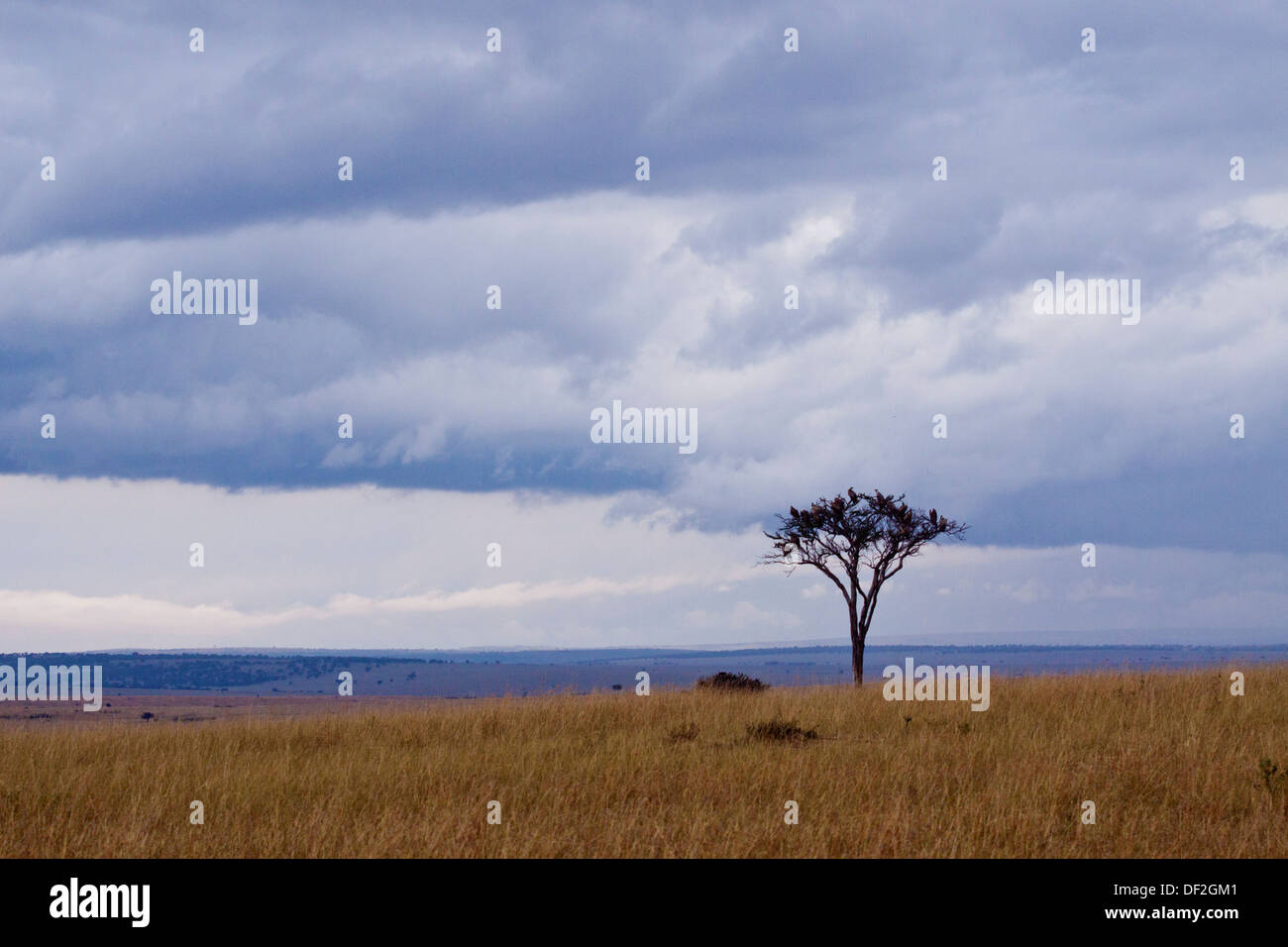 Lone tree in savannah grassland hi-res stock photography and images - Alamy