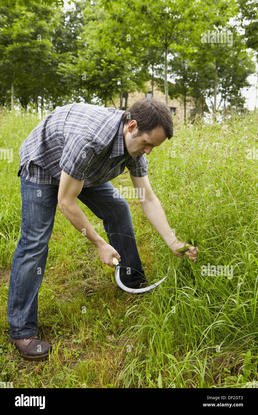 Farmer using sickle hi-res stock photography and images - Alamy