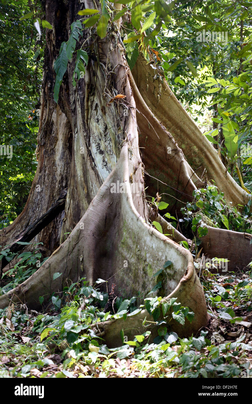 Canary Tree Nut High Resolution Stock Photography and Images - Alamy