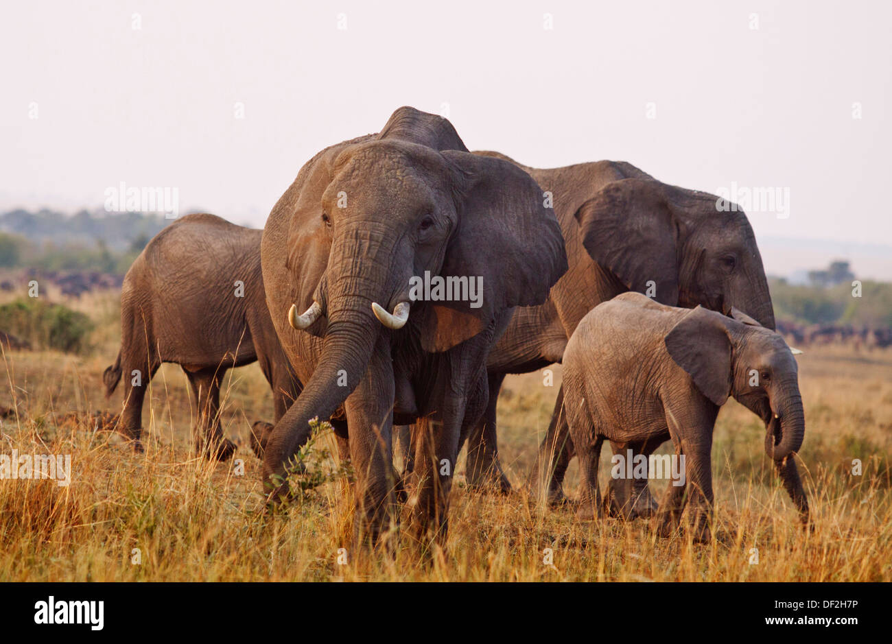 Herd of African Elephants in the savannah Stock Photo - Alamy