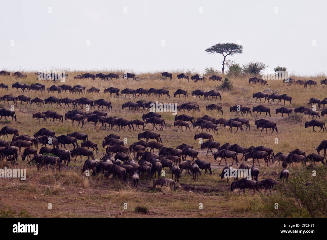 The great migration Stock Photo - Alamy