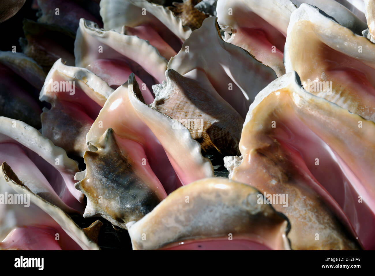 Beautiful image of ants hi-res stock photography and images - Alamy