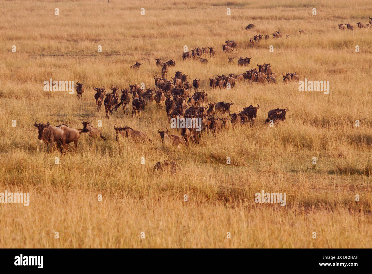 The great migration Stock Photo - Alamy