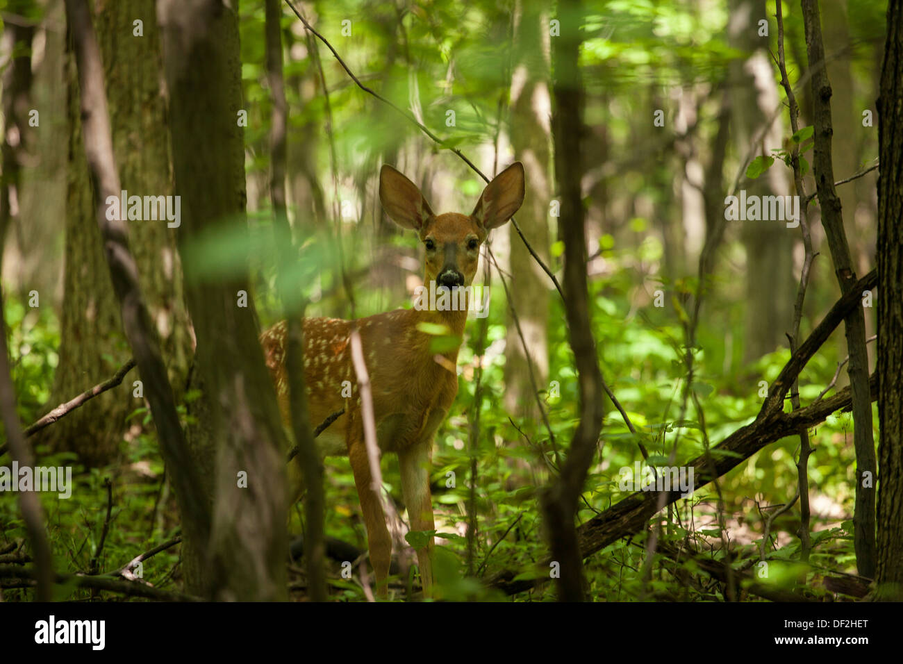 A young Roe-Buck captured in a forest in Quebec, Canada Stock Photo - Alamy
