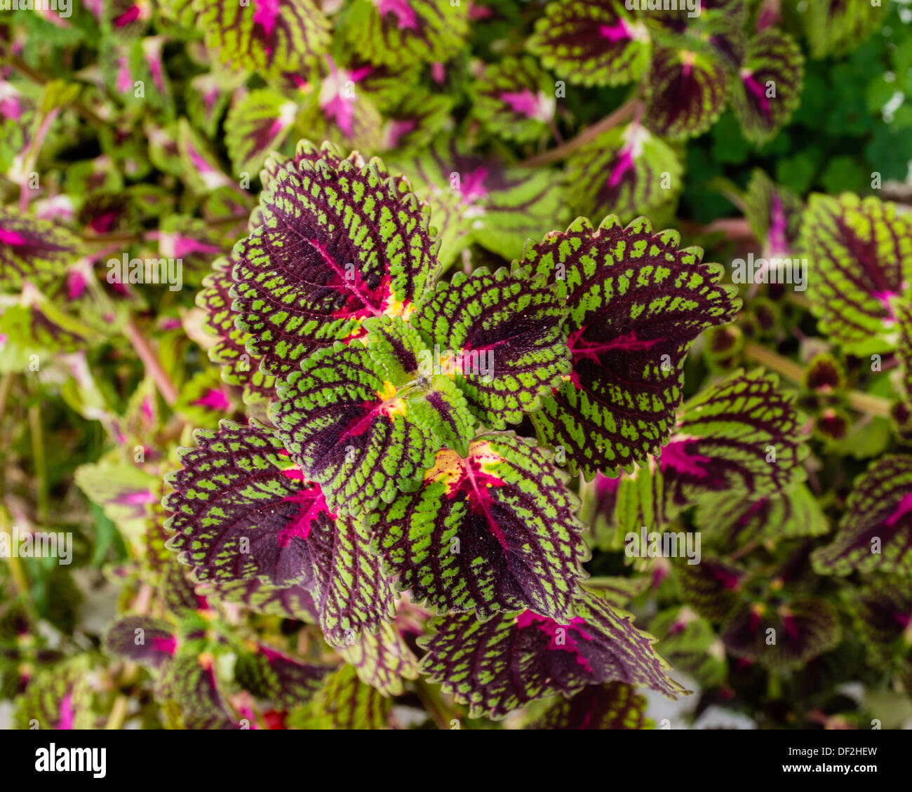Images of flowers with vivid colors Stock Photo - Alamy