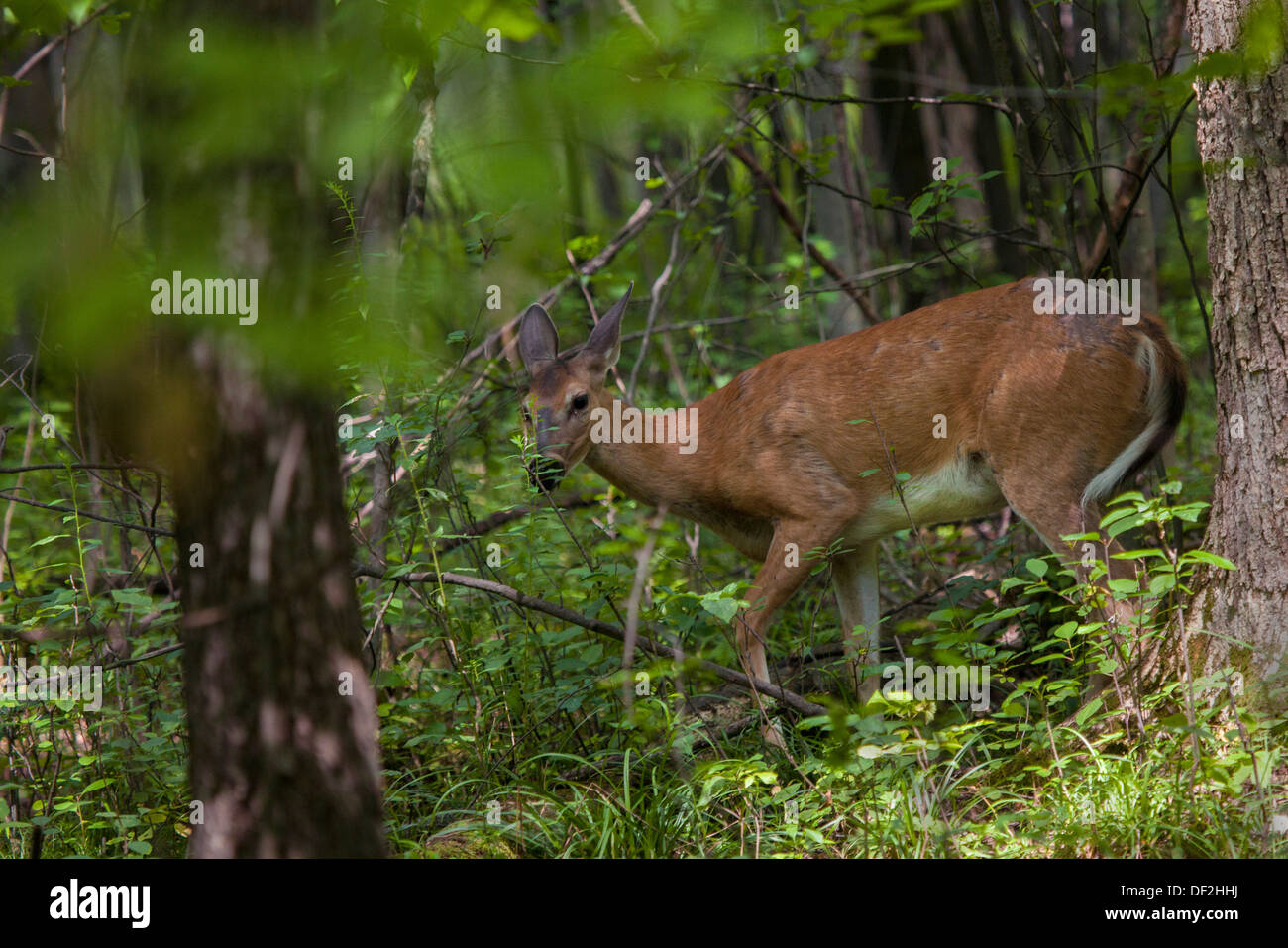 A Roe-Buck captured in a forest in Quebec, Canada Stock Photo - Alamy
