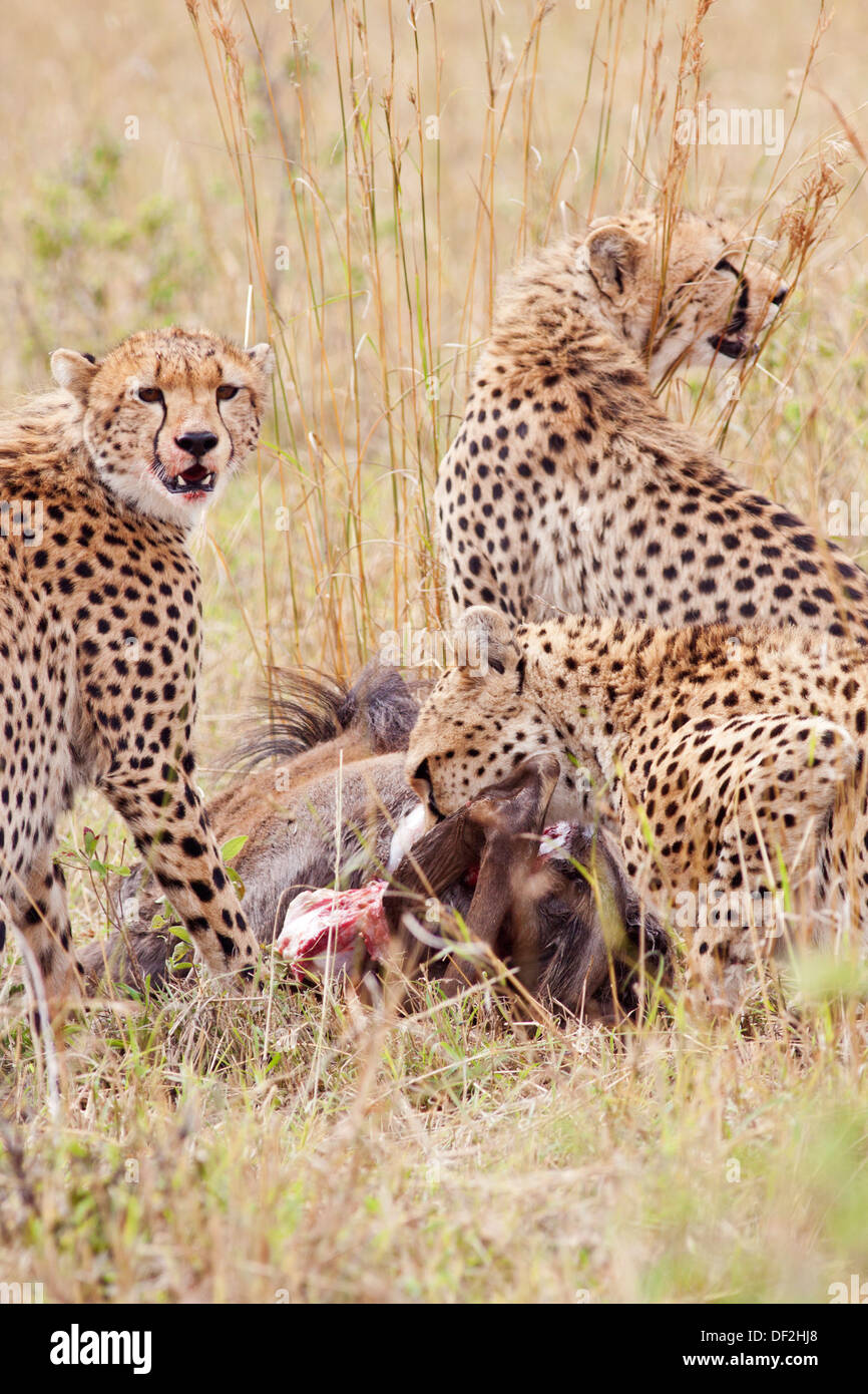 Cheetahs on the kill Stock Photo - Alamy