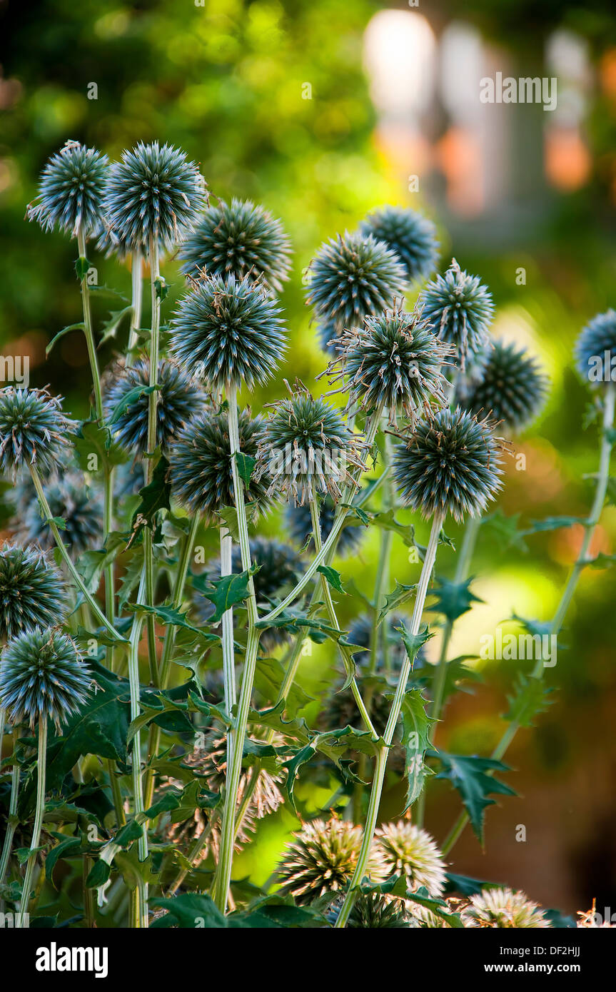 Flower in the botanical Gardens in Padua Italy which is part of the ...