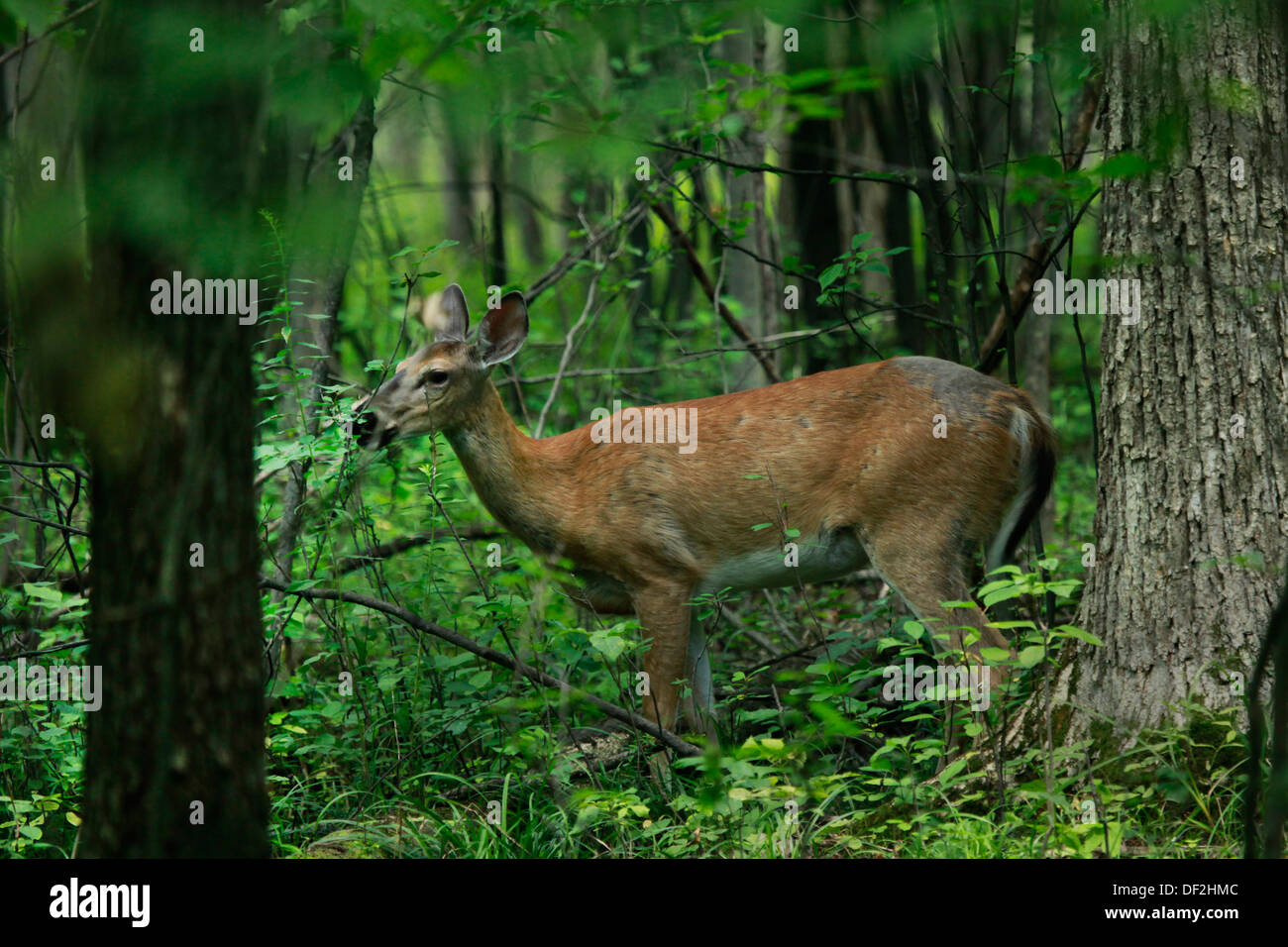 Roe buck hi-res stock photography and images - Alamy