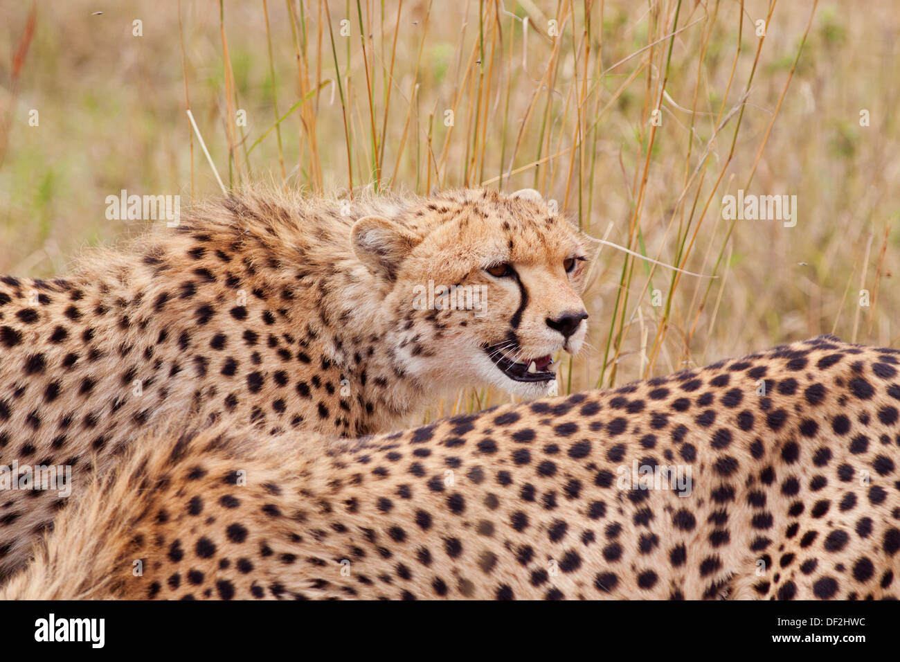 Cheetahs on the kill Stock Photo - Alamy
