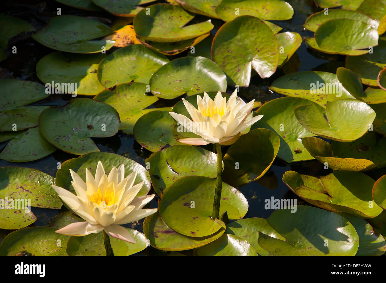 Flower in the botanical Gardens in Padua Italy which is part of the ...