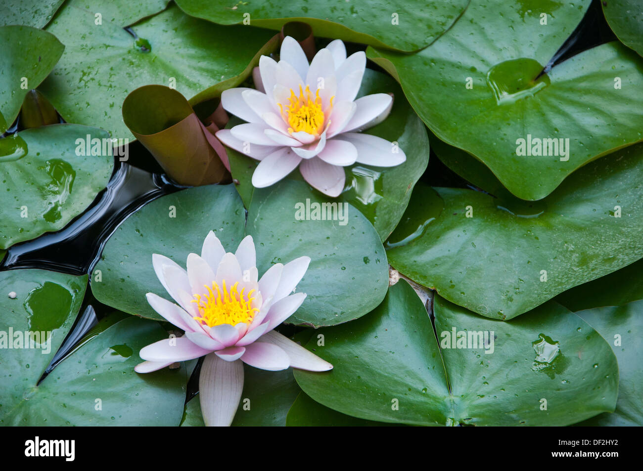 Flower in the botanical Gardens in Padua Italy which is part of the ...