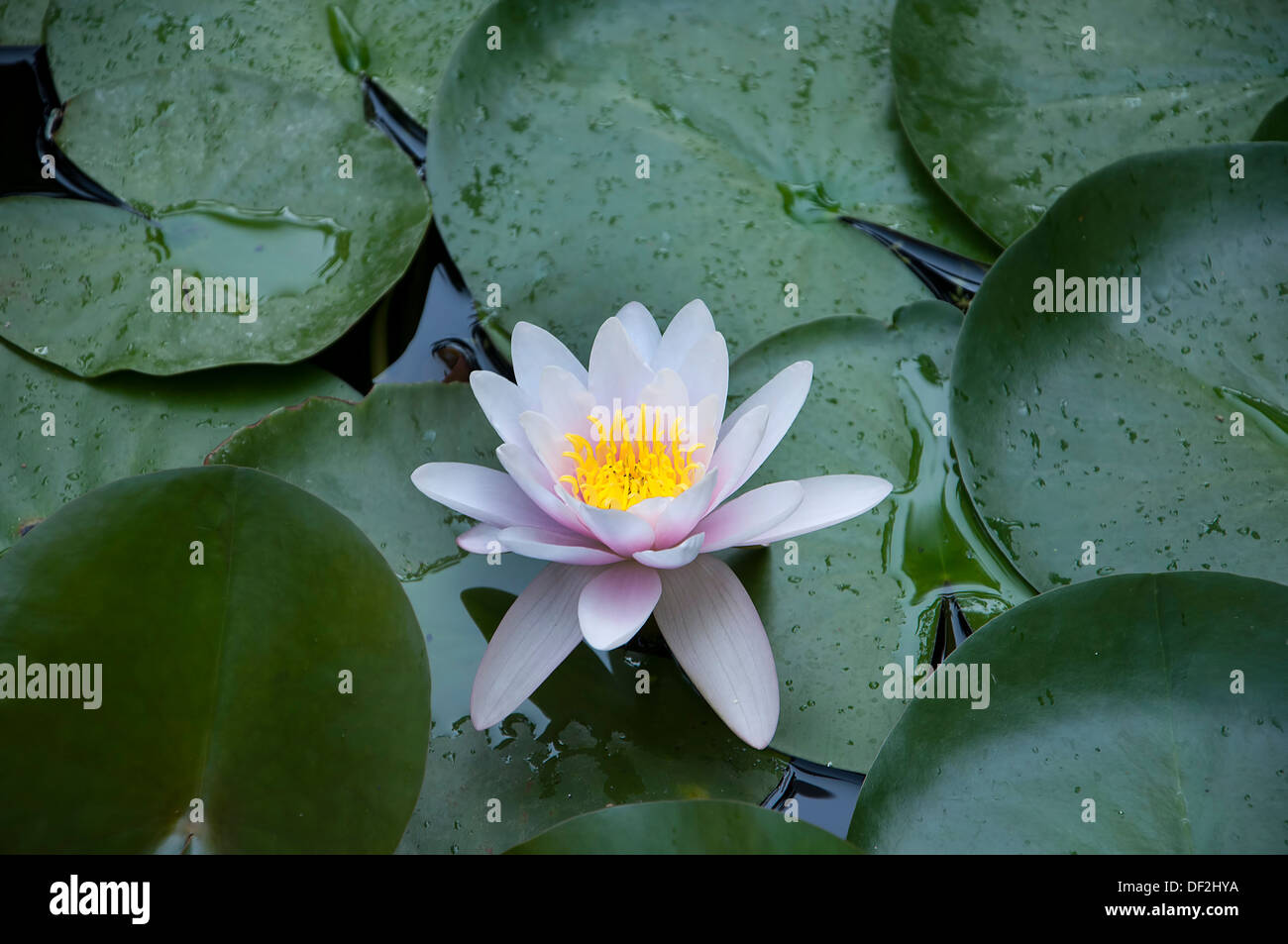 Flower in the botanical Gardens in Padua Italy which is part of the ...
