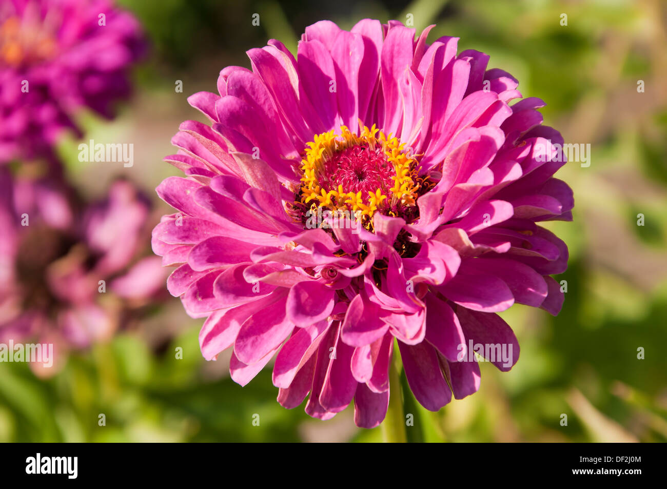 Flower in the botanical Gardens in Padua Italy which is part of the ...