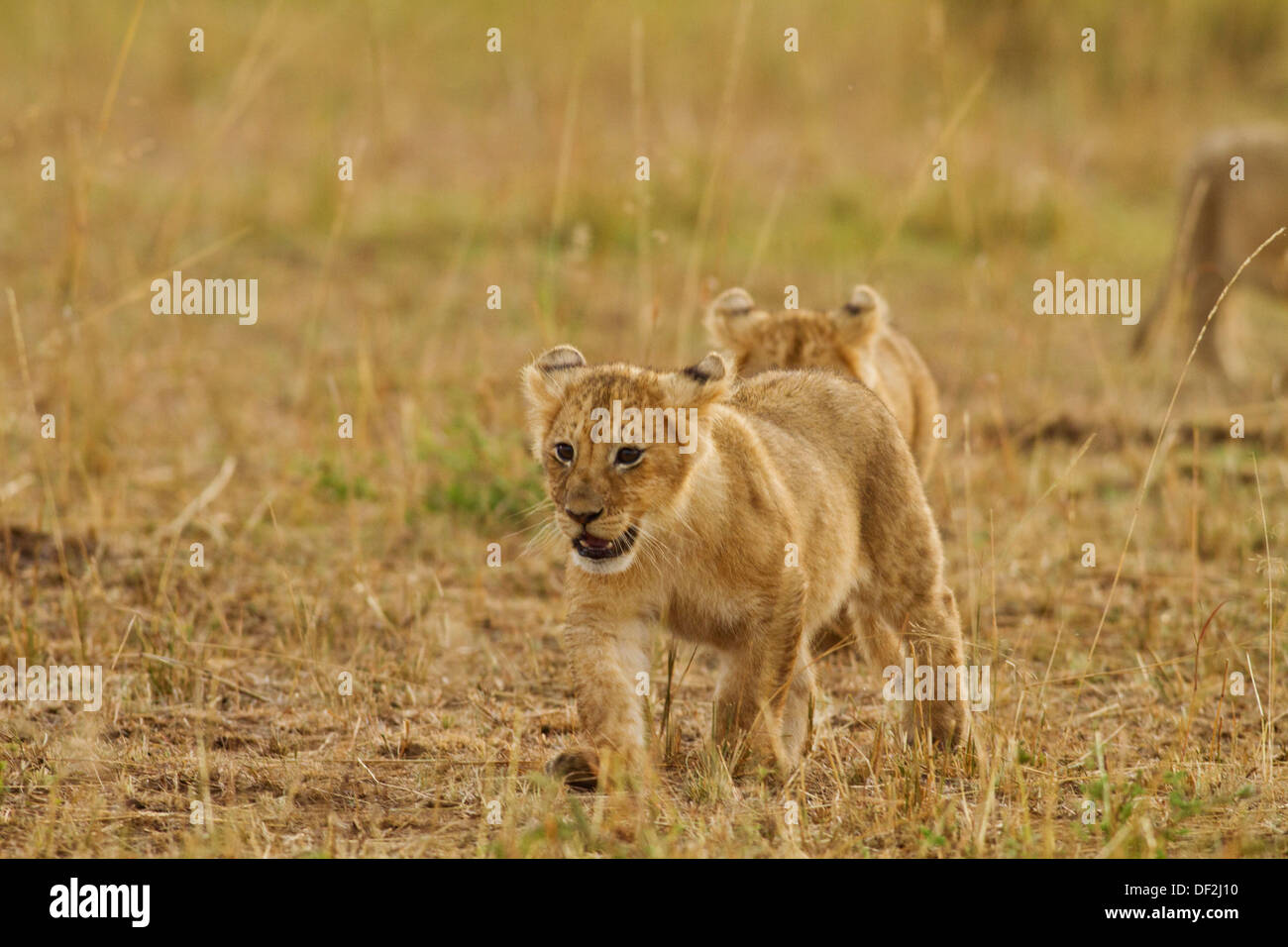 Lion cubs on the move Stock Photo - Alamy