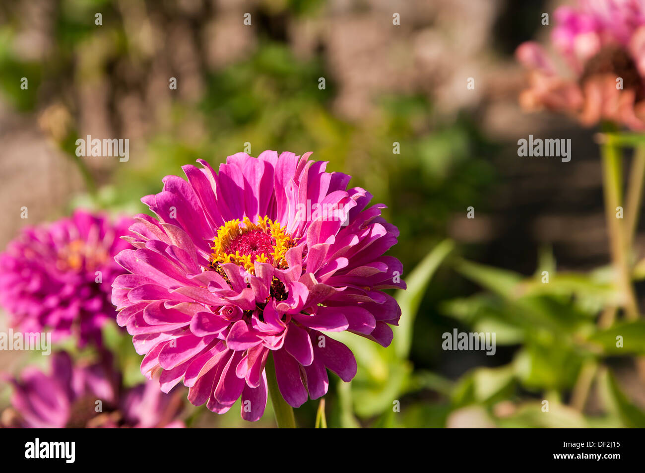 Flower in the botanical Gardens in Padua Italy which is part of the ...