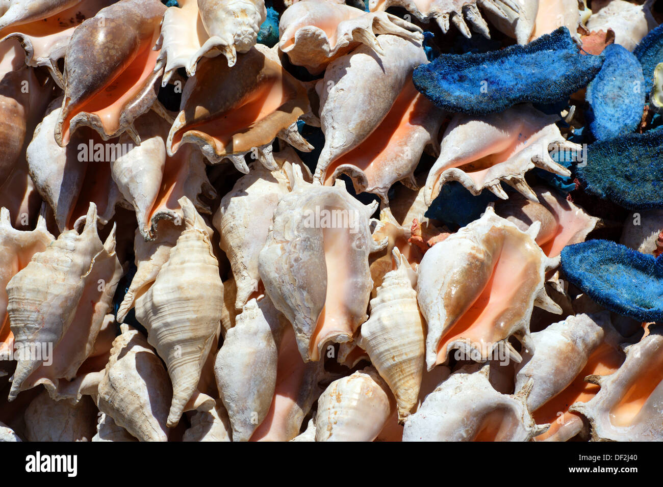 Pile colourful sea snail shells hi-res stock photography and images - Alamy