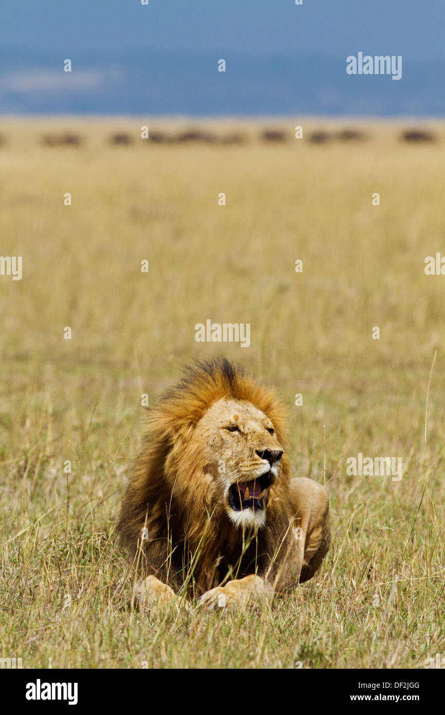 Male Lion in the African savannah Stock Photo - Alamy