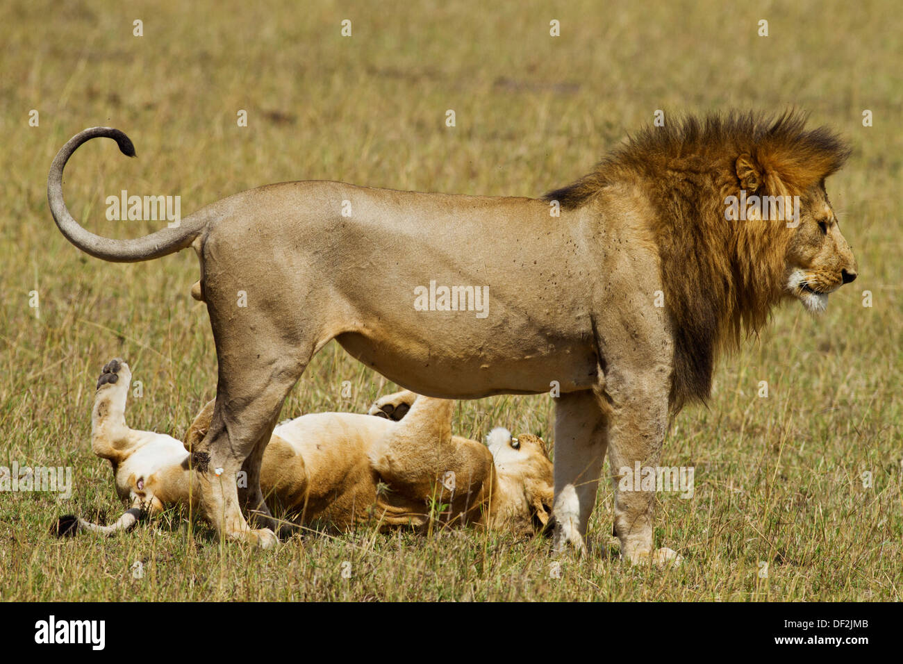 Lions mating hi-res stock photography and images - Alamy