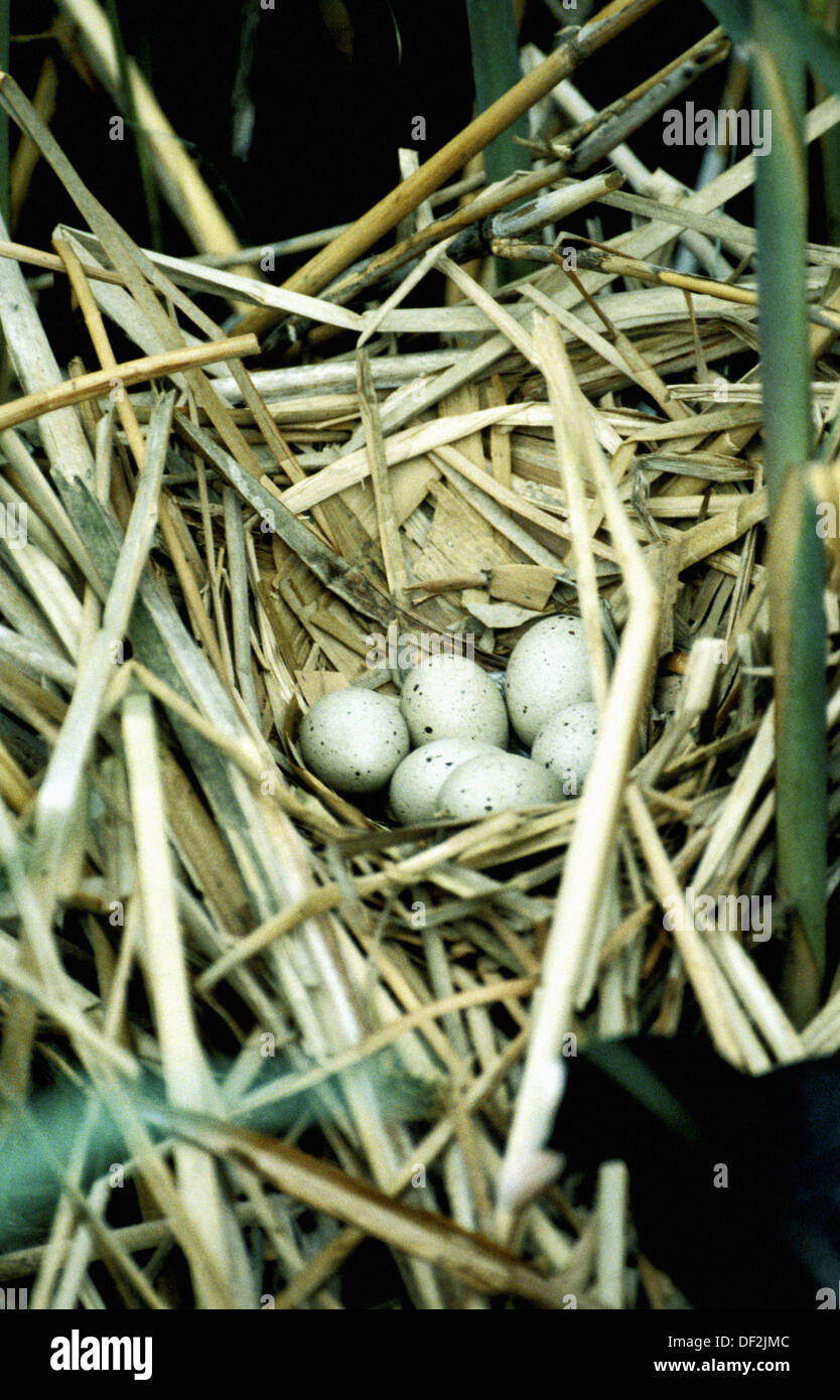 Coot nest and egg hi-res stock photography and images - Alamy