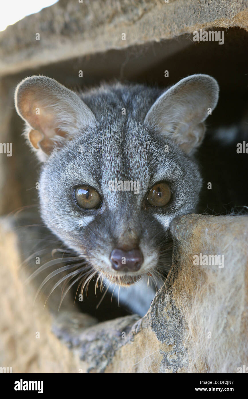 Genetta genetta image hi-res stock photography and images - Alamy