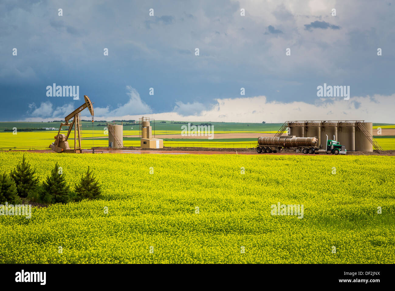 An oil pumper in a yellow blooming canola field in the Bakken shale oil ...