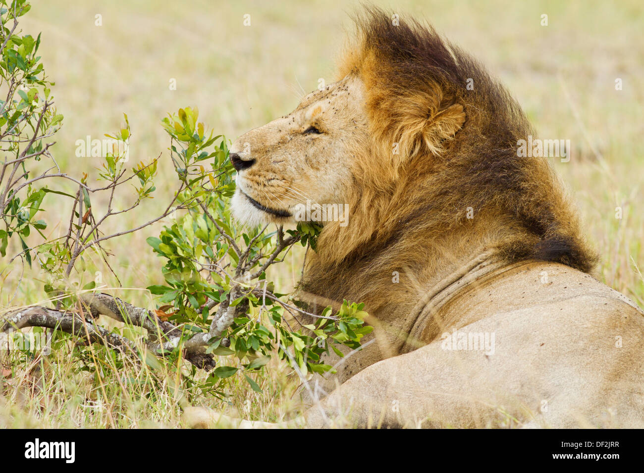 Male lion in the African bush Stock Photo - Alamy