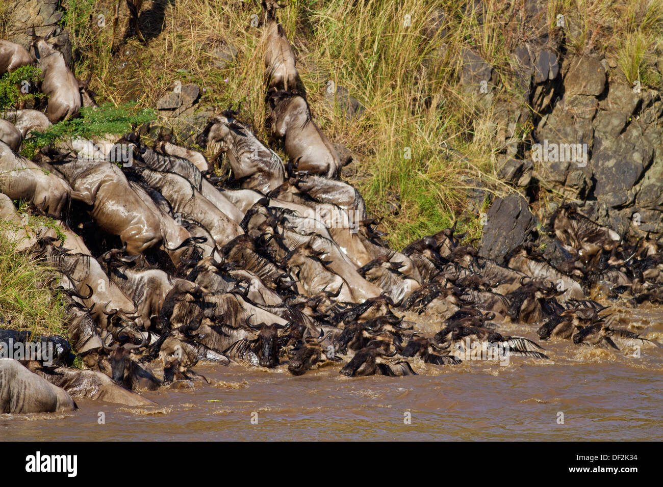 Animal migration wildebeest hi-res stock photography and images - Alamy