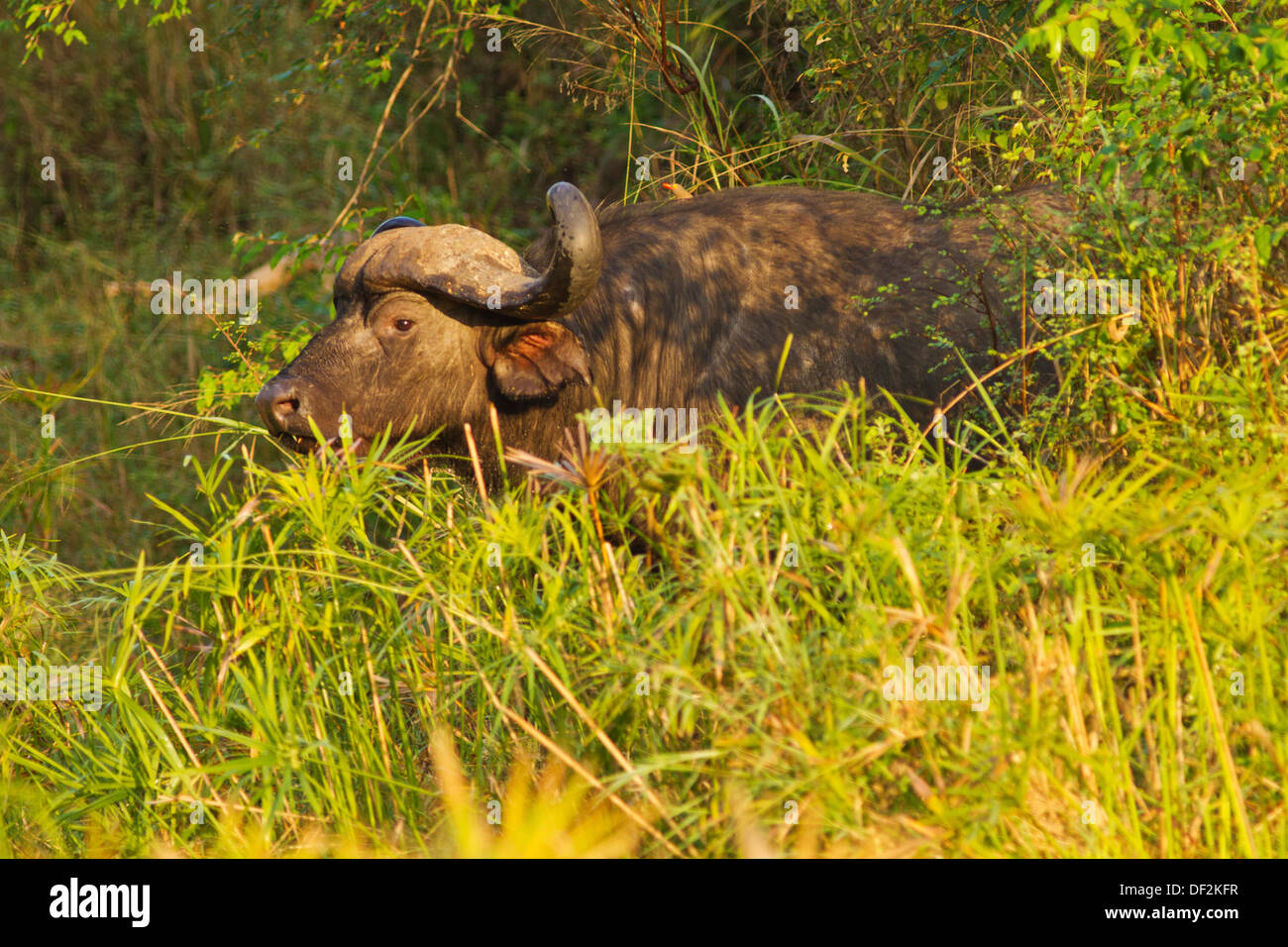 African Buffalo, Masaimara National Park, Kenya Stock Photo - Alamy
