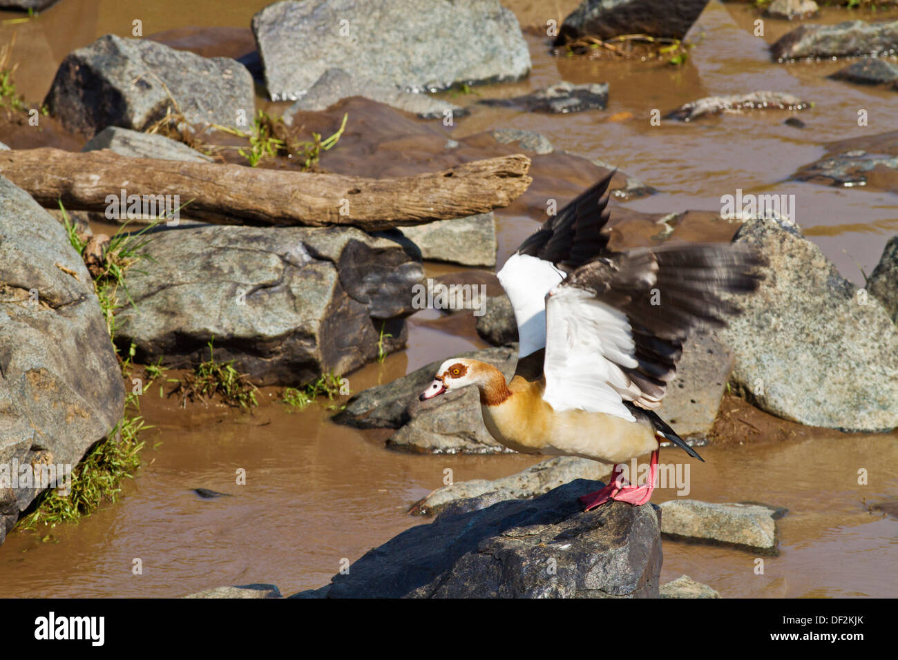Egyptian Goose taking off Stock Photo - Alamy