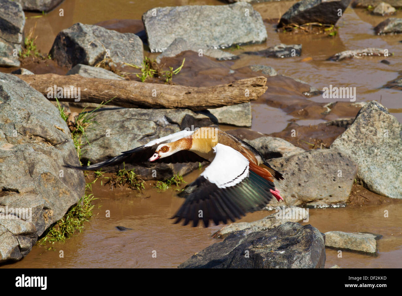 Egyptian Goose taking off Stock Photo - Alamy