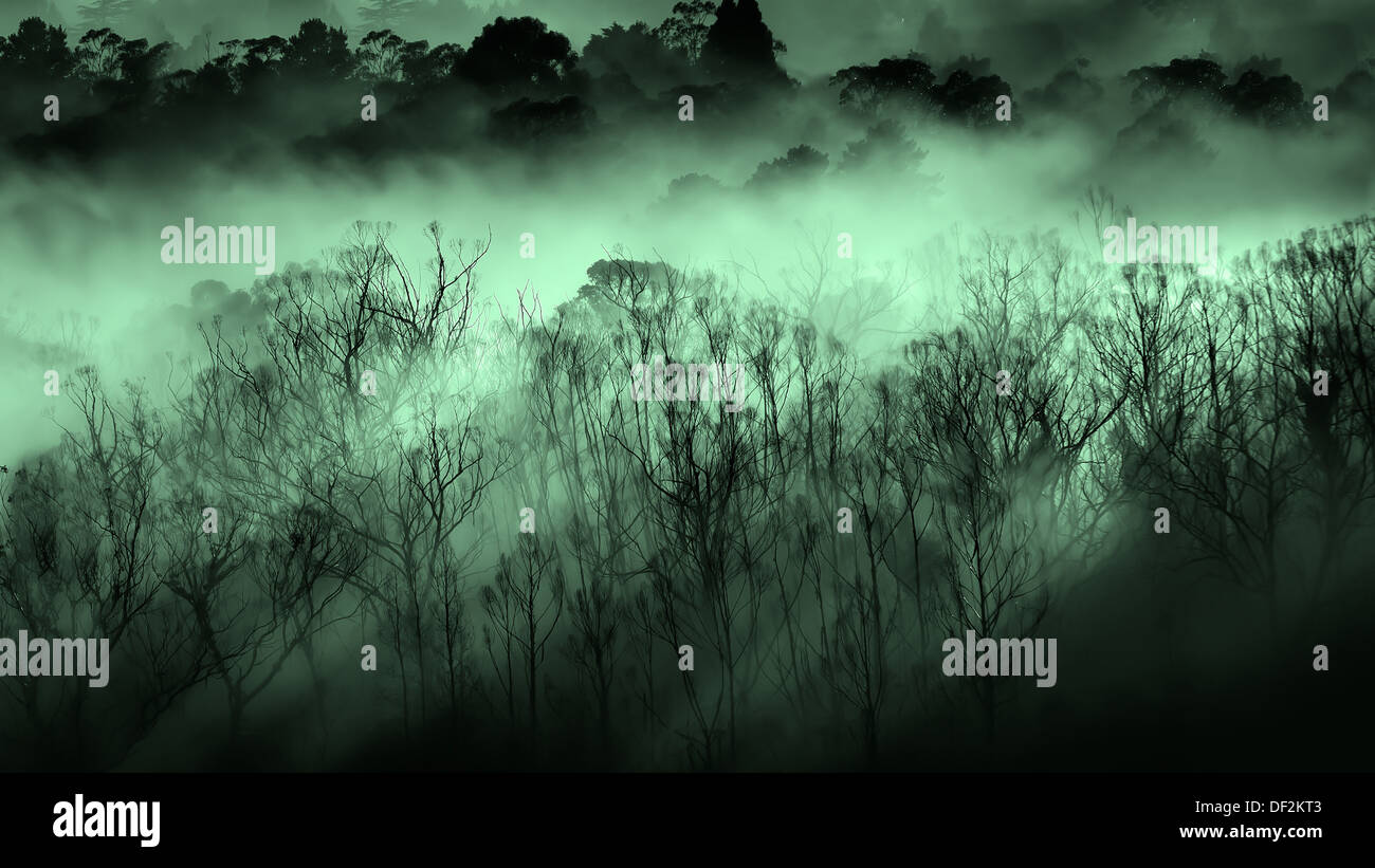 Deciduous Forest In Mist Stock Photo - Alamy
