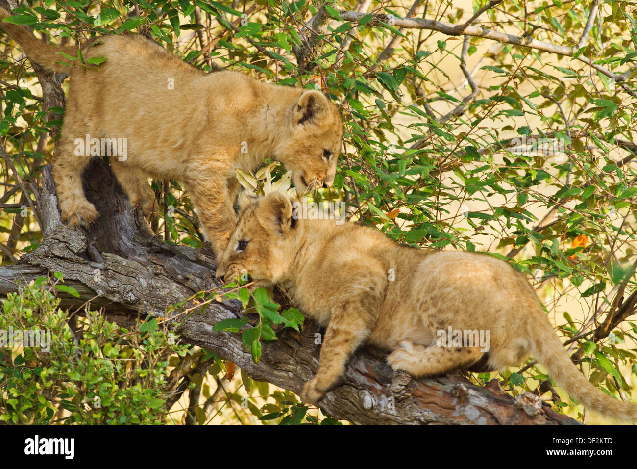 Lion cubs climbing tree hi-res stock photography and images - Alamy