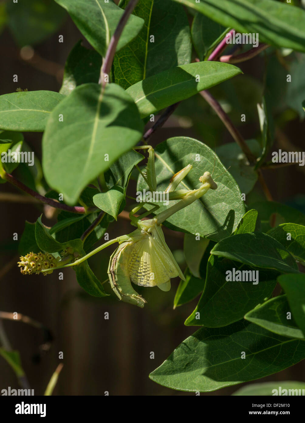 A green Praying Mantis, Mantodea, clings to a plant while displaying ...