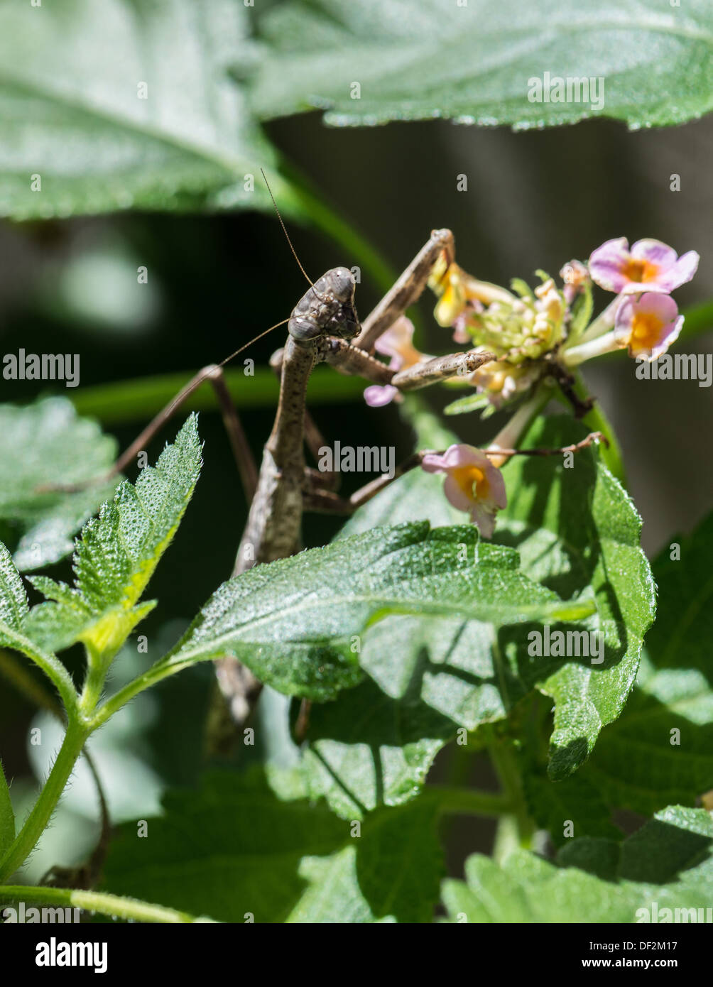 A Praying Mantis, Mantodea, hunting from a honeysuckle plant. Oklahoma ...