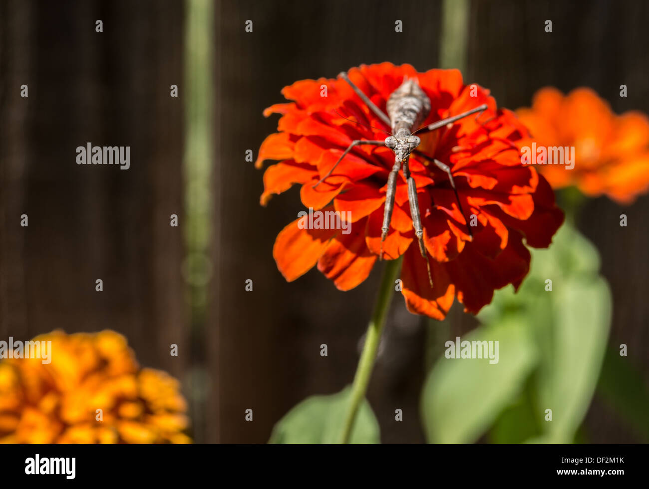 A Praying Mantis, Archimantis latistyla, hunting from the top of a red ...