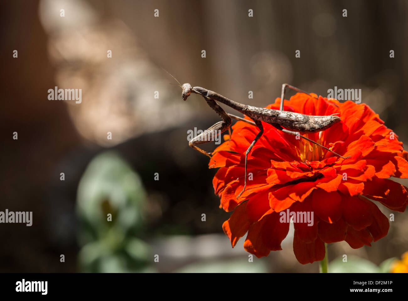 A Praying Mantis, Archimantis latistyla, hunting from the top of a ...