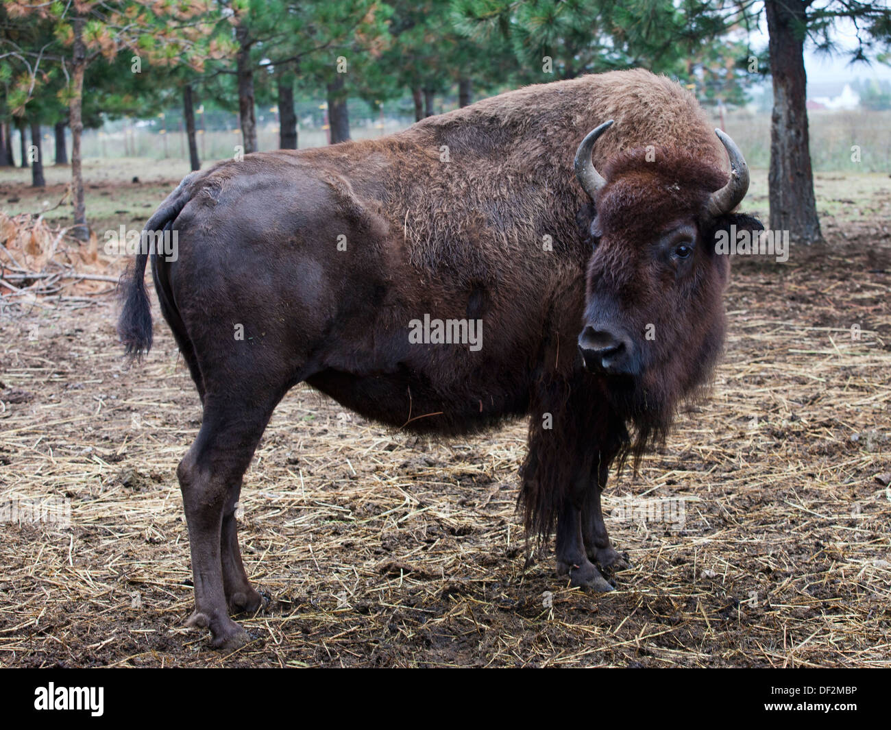 Side view of bison Stock Photo - Alamy
