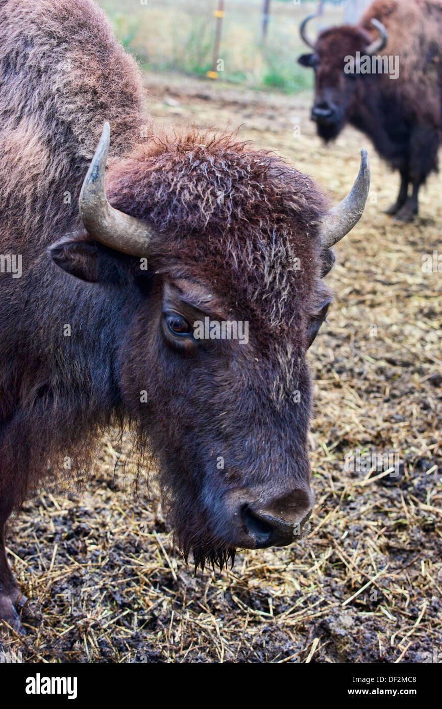 Large bison head Stock Photo - Alamy