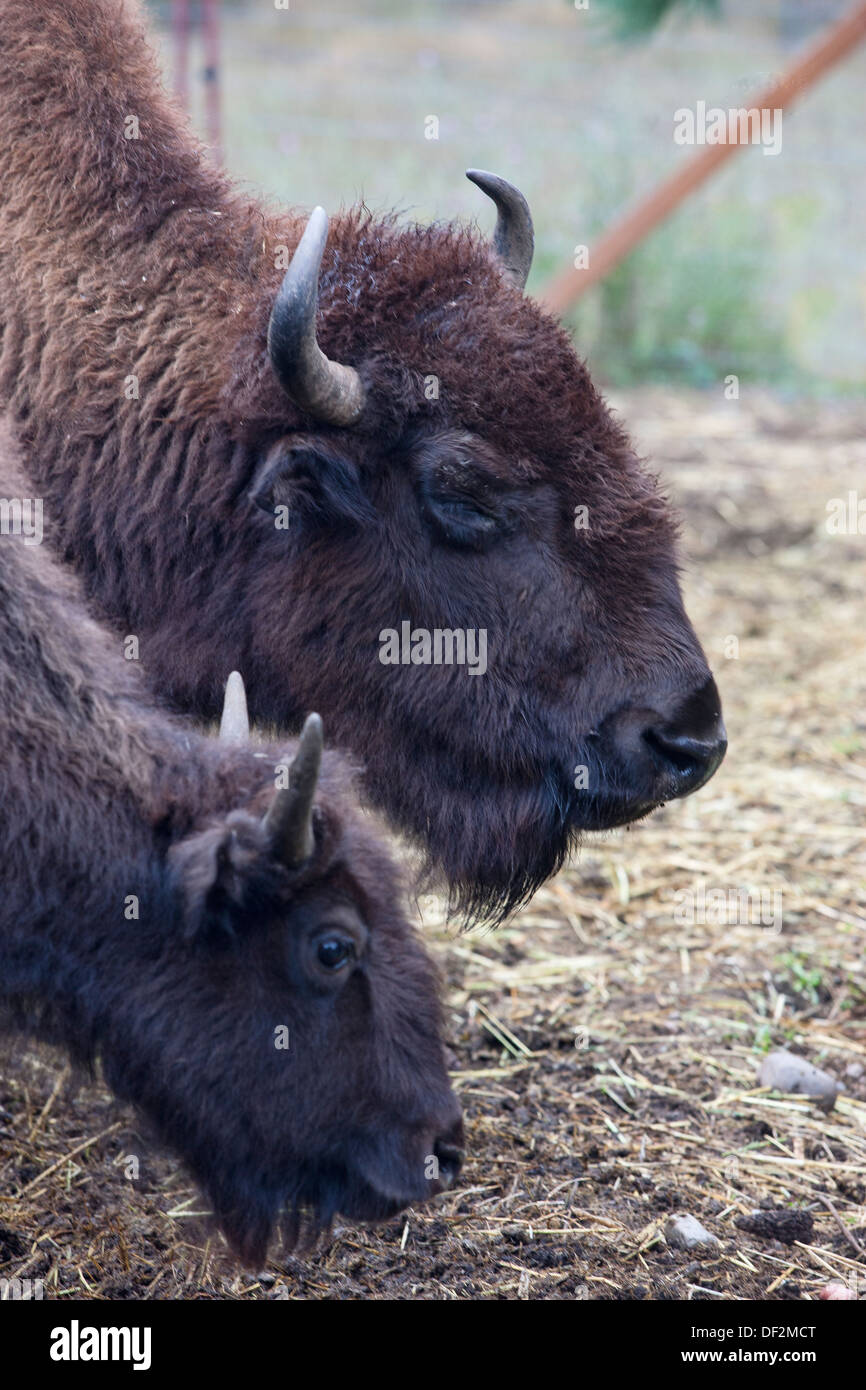 Adult and junior bison Stock Photo - Alamy